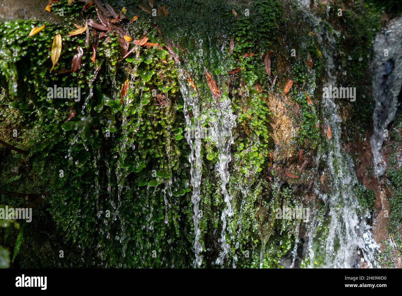 Cave Tunnel, Ruakuri Bush and Scenic Reserve, Waitomo, New Zealand ...