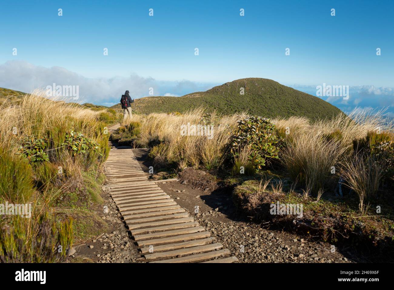 Hiking Pouakai Circuit among golden tussocks on Mt Taranaki Stock Photo ...