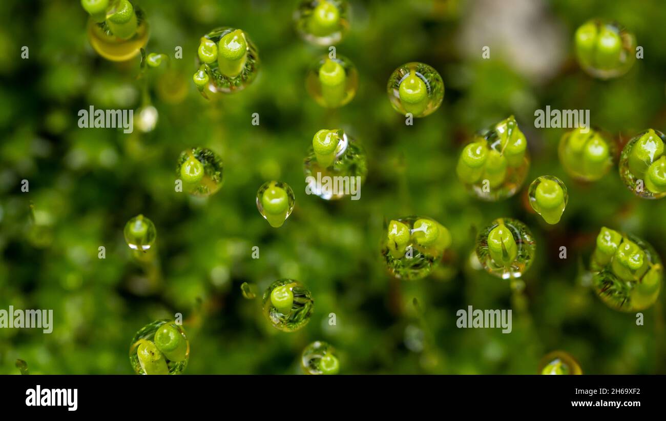 Algae on rocks hi-res stock photography and images - Alamy