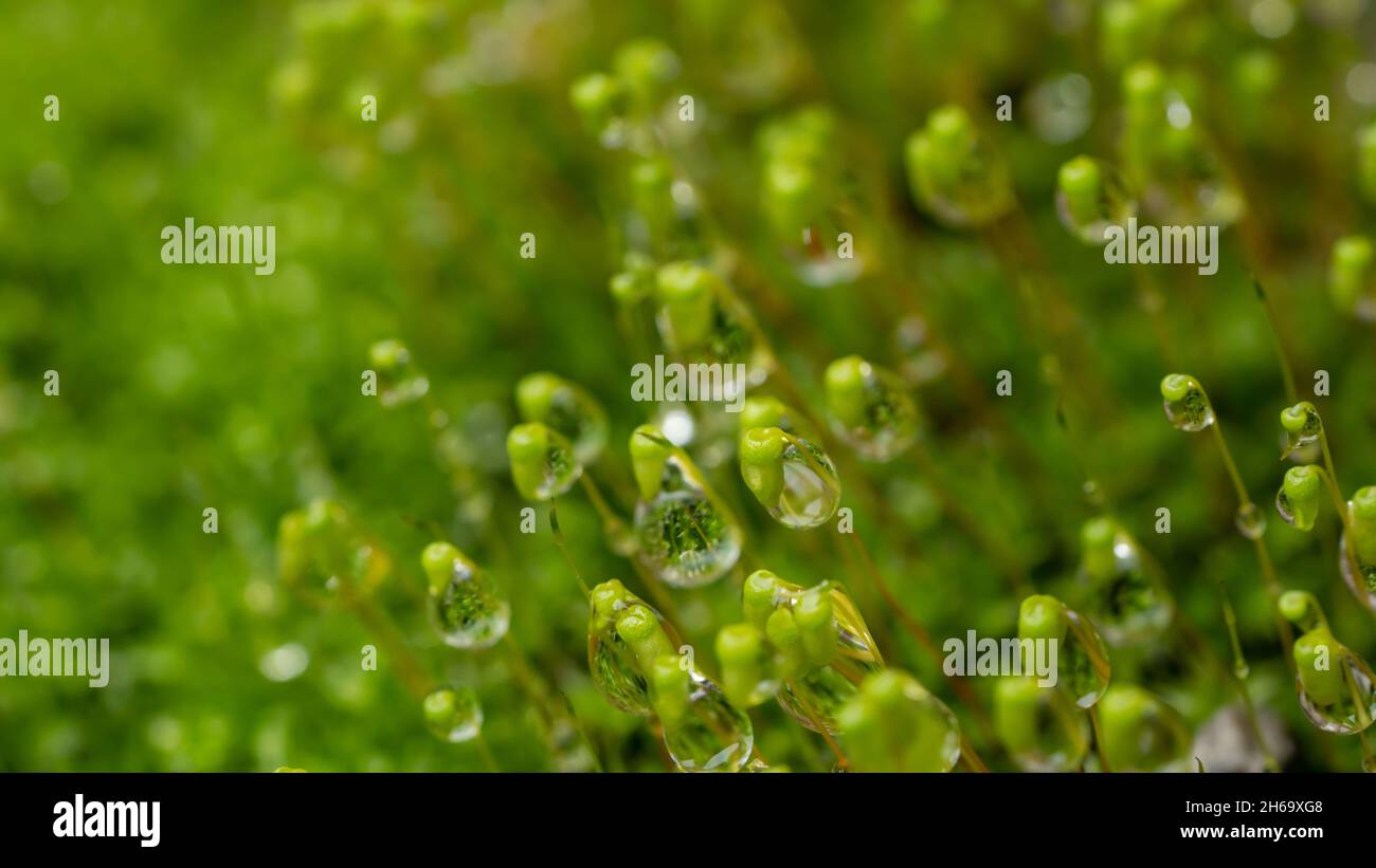 Algae on rocks hi-res stock photography and images - Alamy
