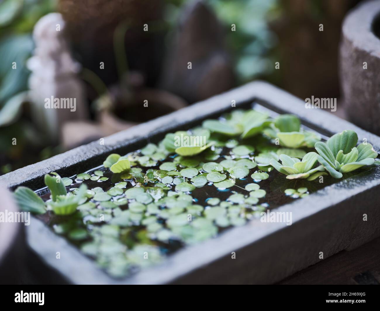 Stone trough in an Asian garden with water plants Stock Photo - Alamy