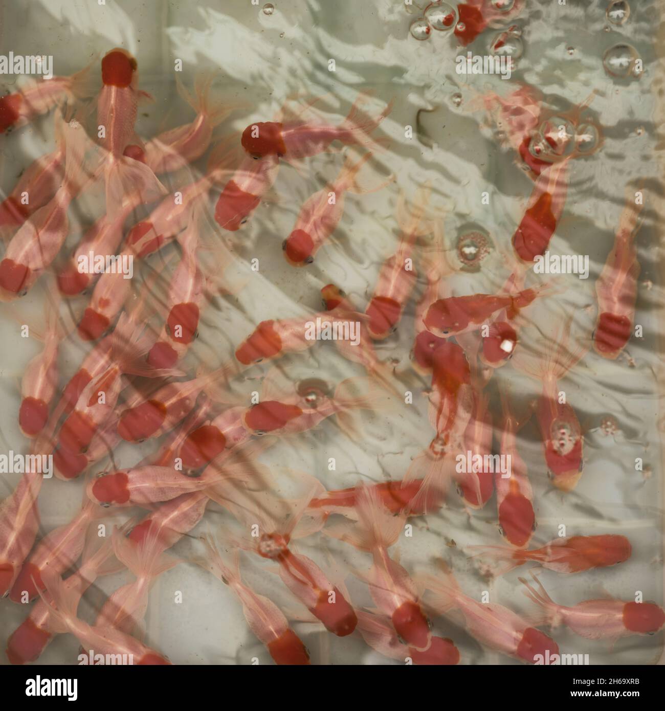 Fish in a basin hi-res stock photography and images - Alamy