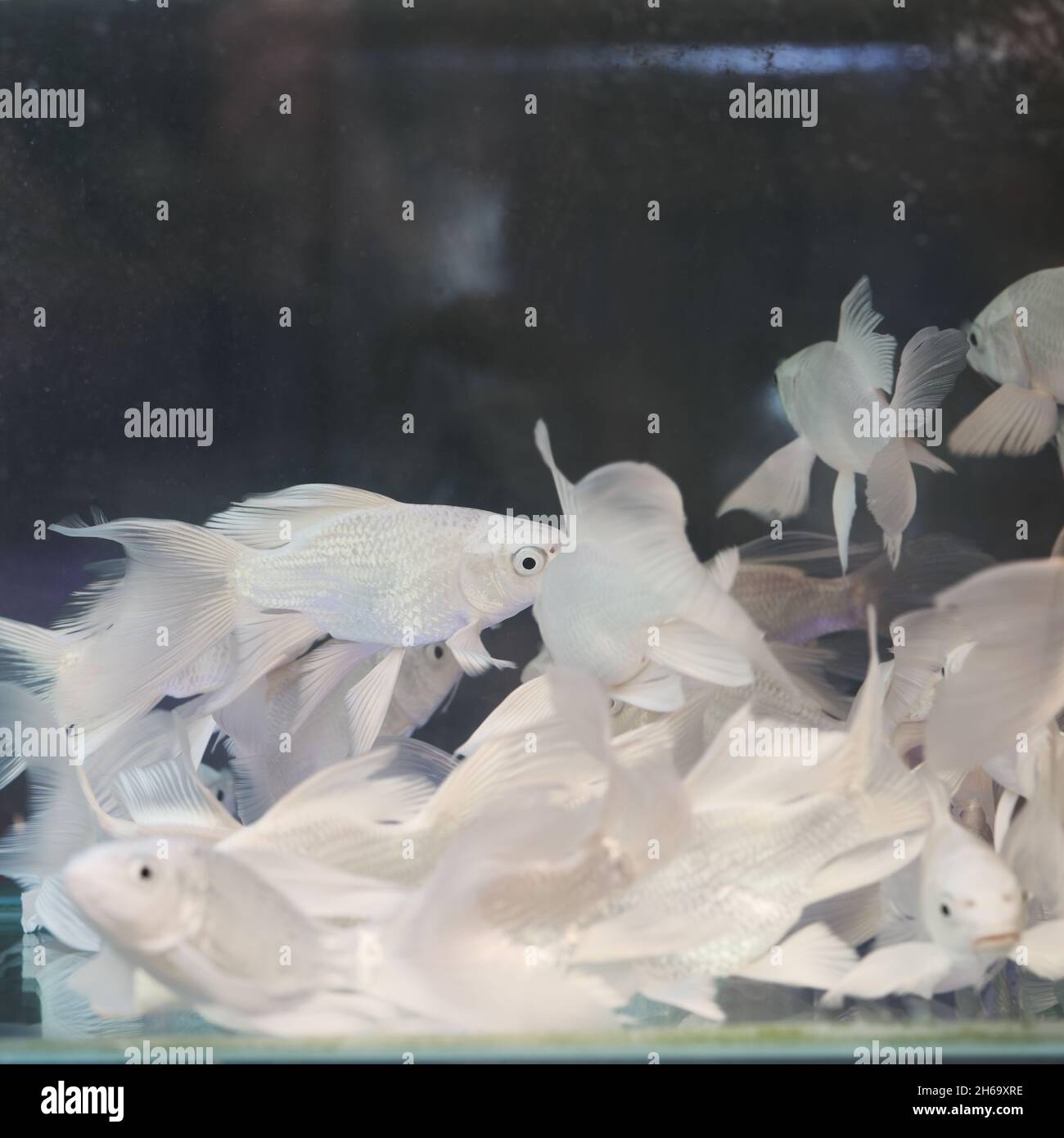 White koi fish in a basin Stock Photo - Alamy