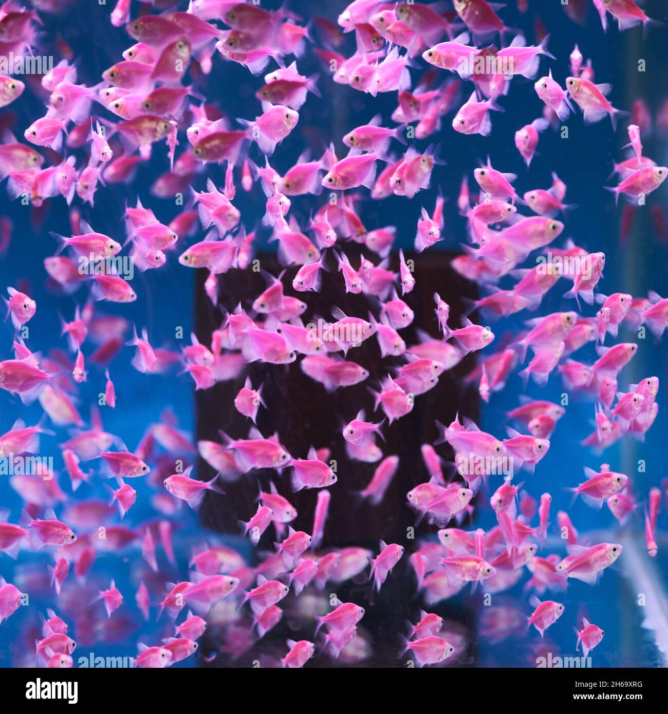 Pink fish in a fish tank Stock Photo - Alamy