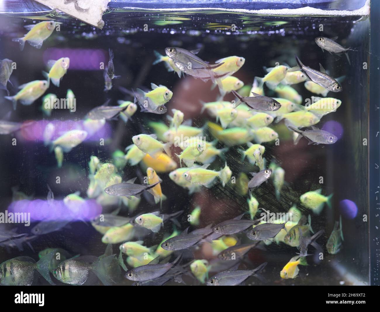 Fish in a fish tank Stock Photo - Alamy