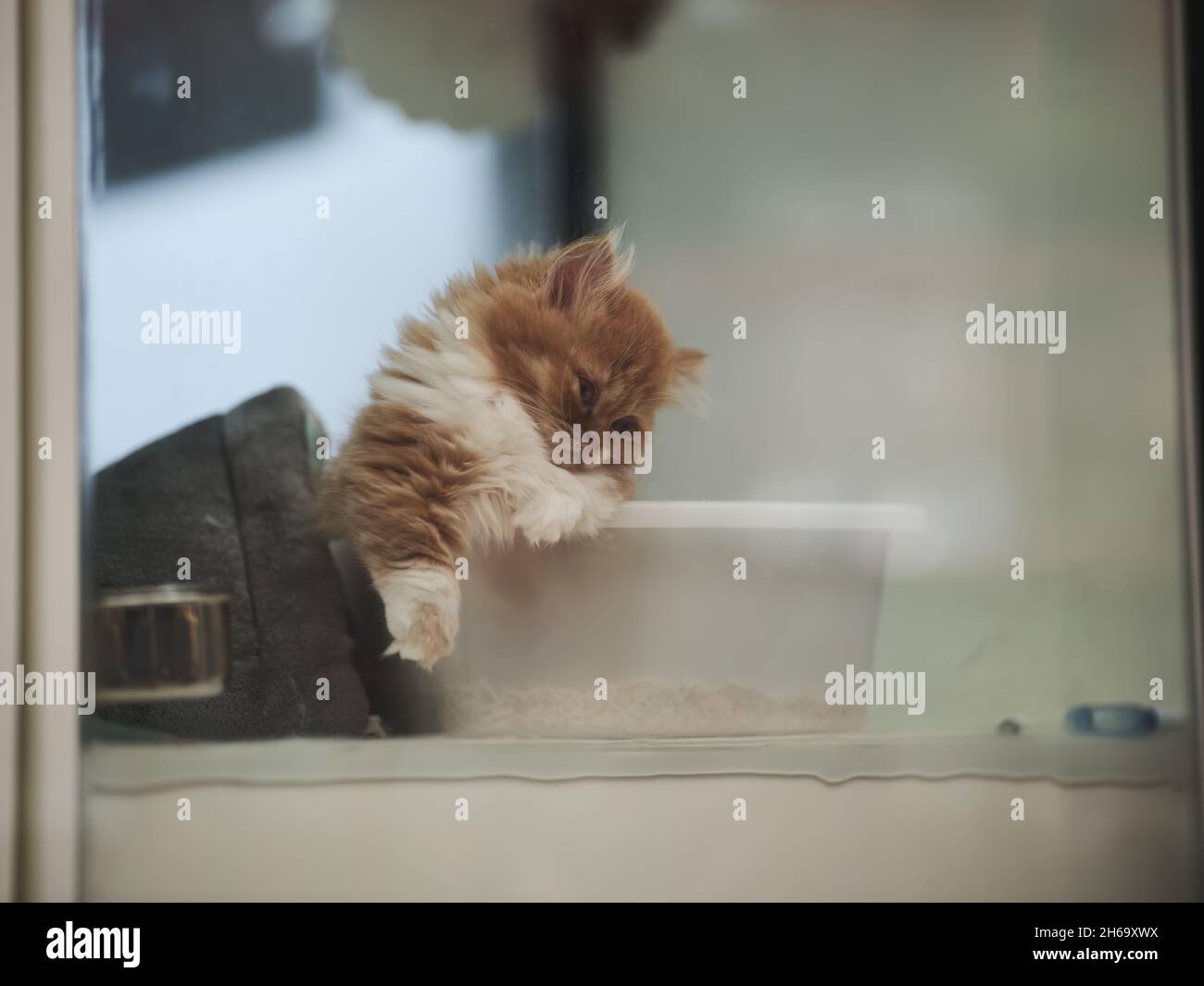 Cat on sale in a pet store Stock Photo - Alamy
