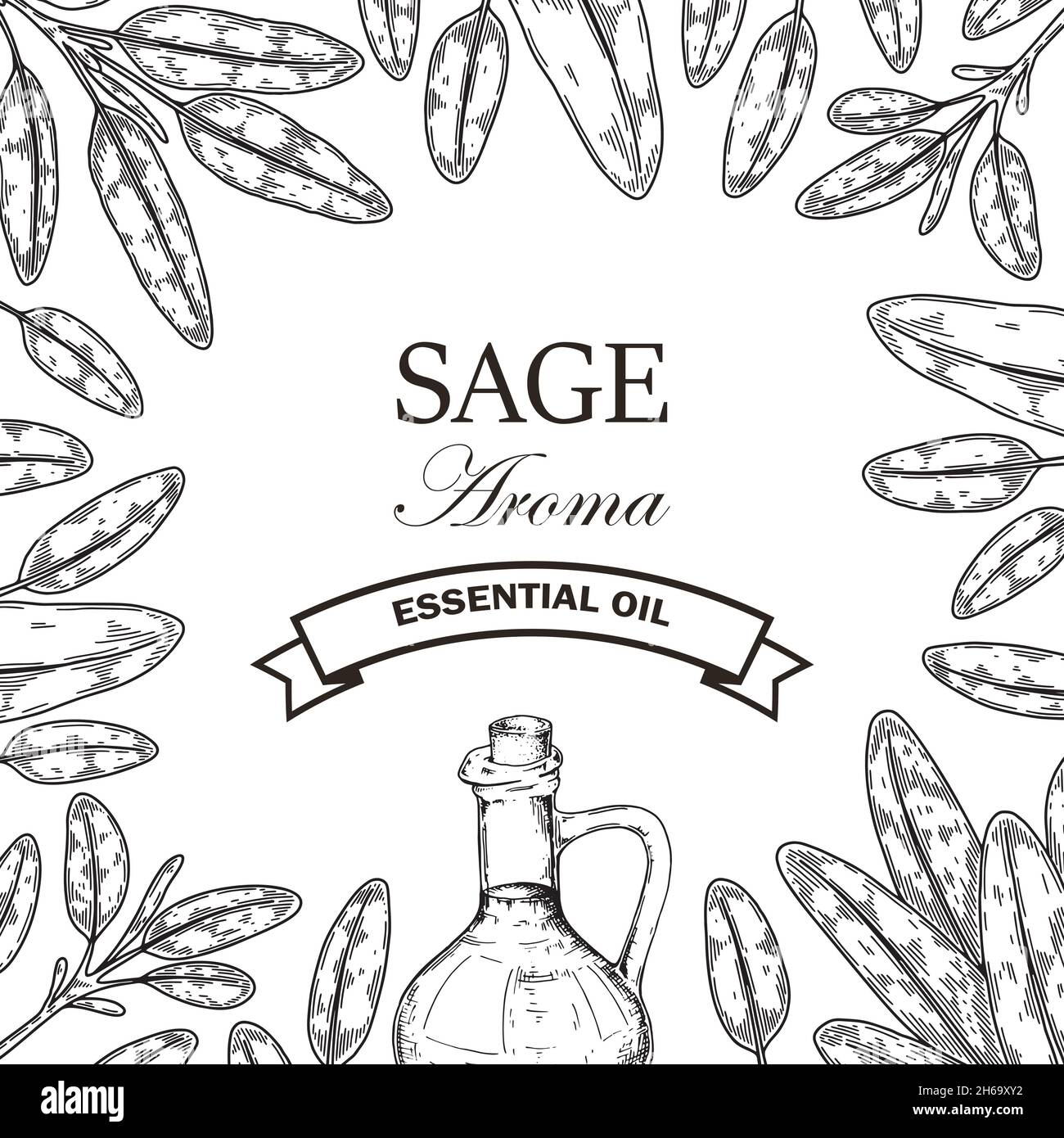 Hand drawn sage design. Vector illustration in sketch style Stock ...