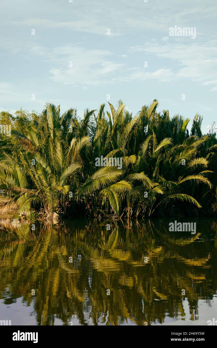 Picture of palm trees hi-res stock photography and images - Alamy