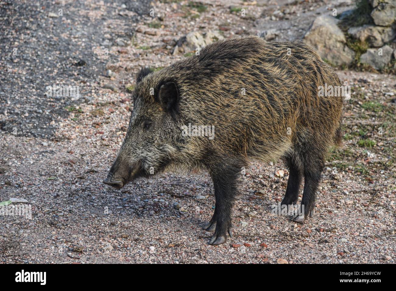 Cinghiale marrone hi-res stock photography and images - Alamy