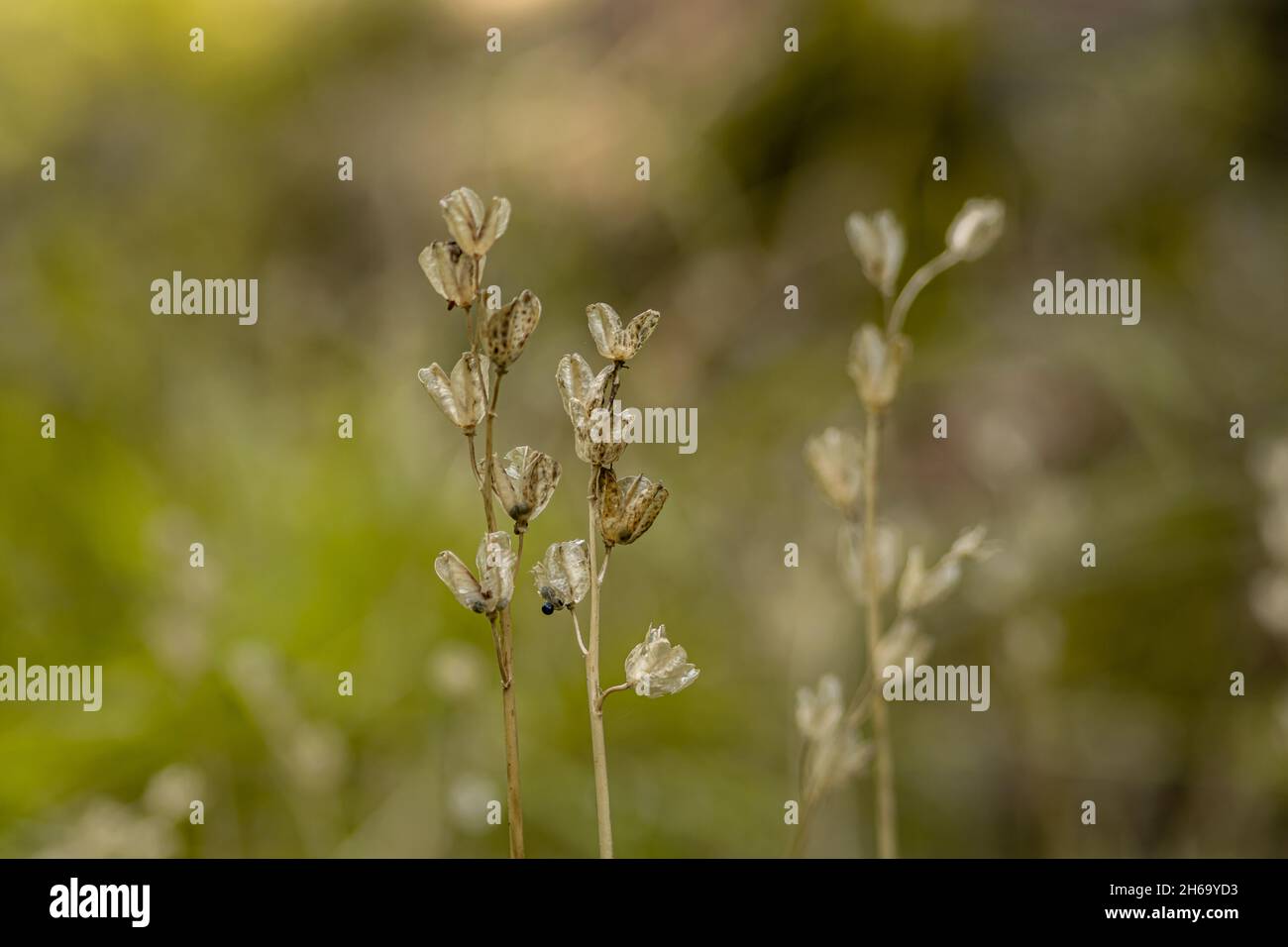 Leaf decay stages hi-res stock photography and images - Alamy
