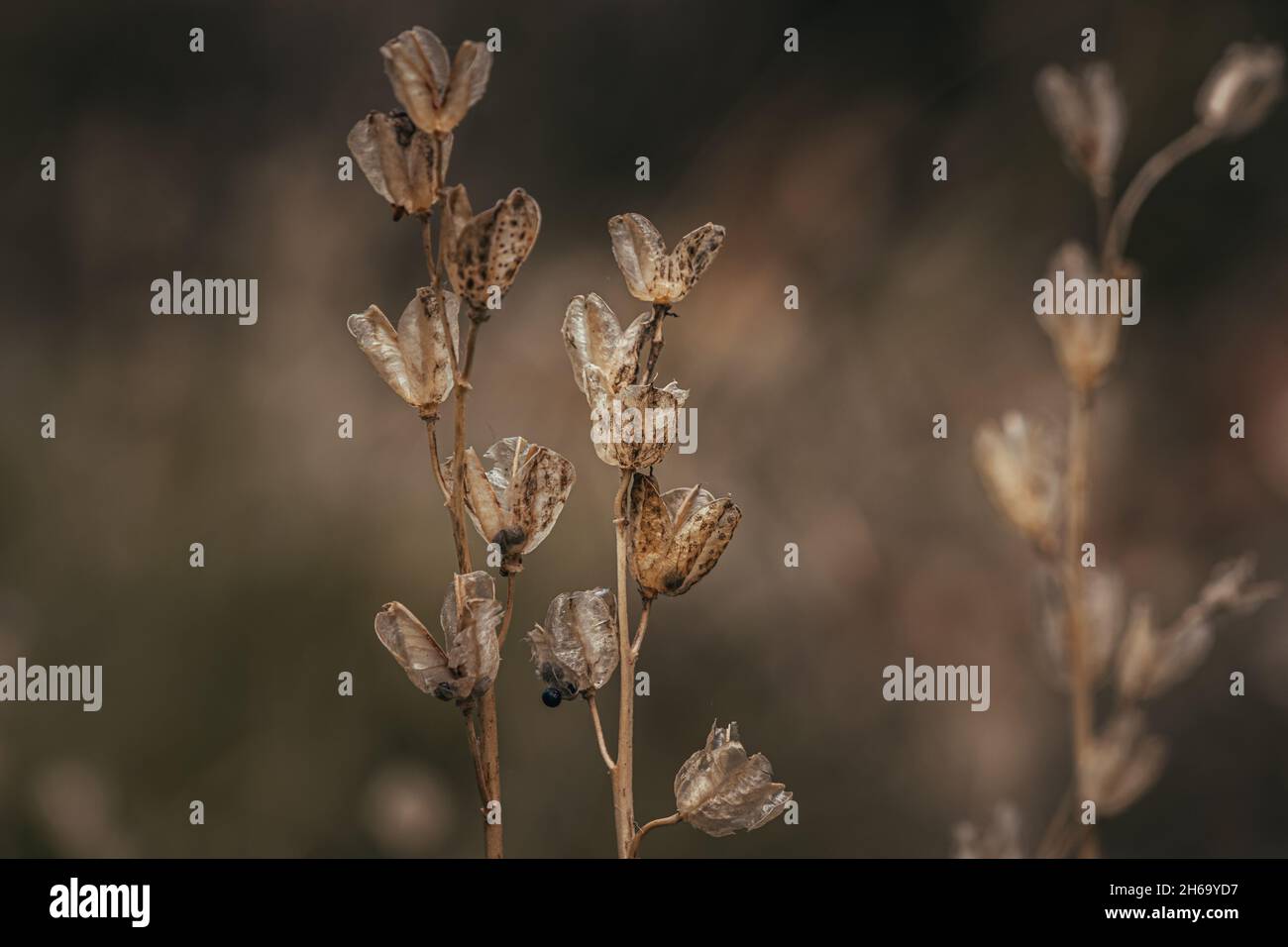 Closeup of dried decaying plants holding seeds inside, blurred ...