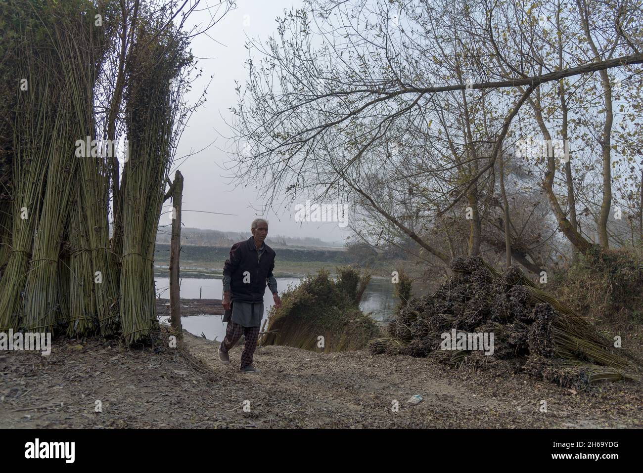 A man walks next to bundles of wicker sticks on the bank of River sindh ...