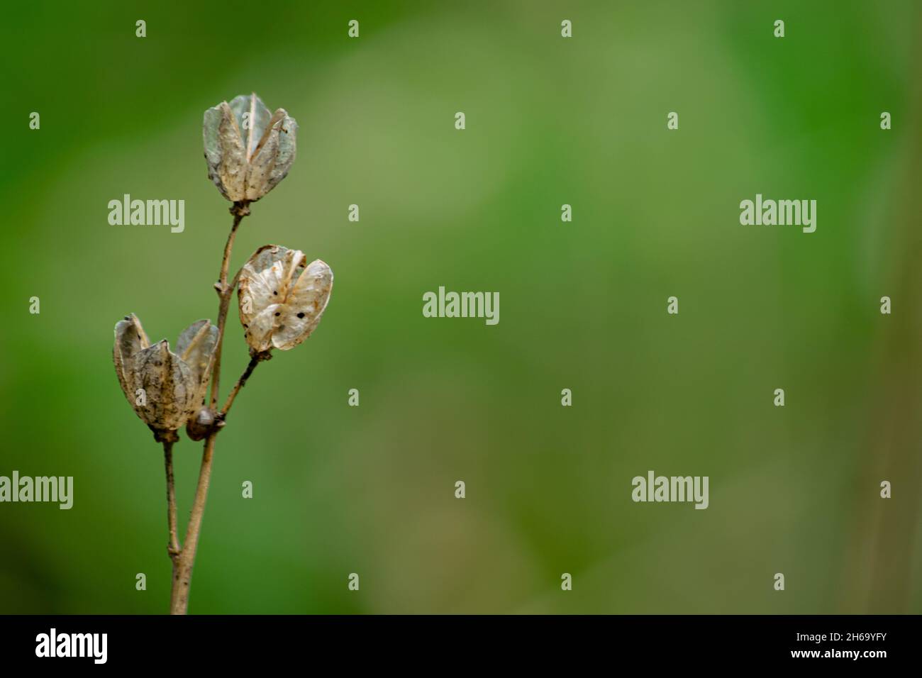 Leaf decay stages hi-res stock photography and images - Alamy