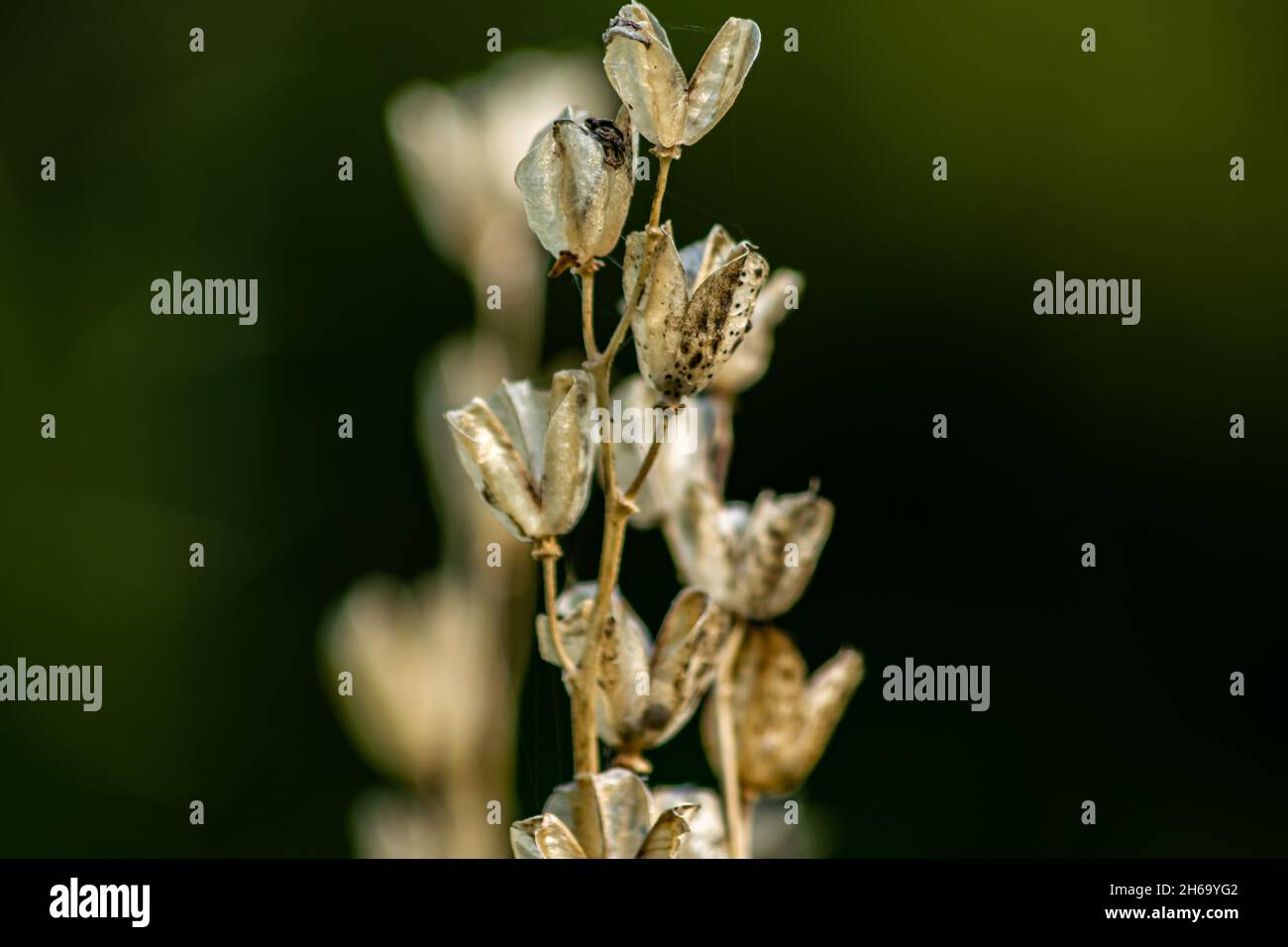 Plants life cycle stages hi-res stock photography and images - Alamy