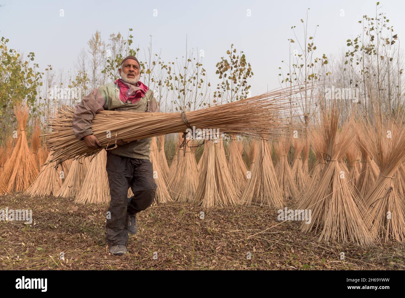 A worker carries a bundle of wicker sticks for drying during a cold day ...