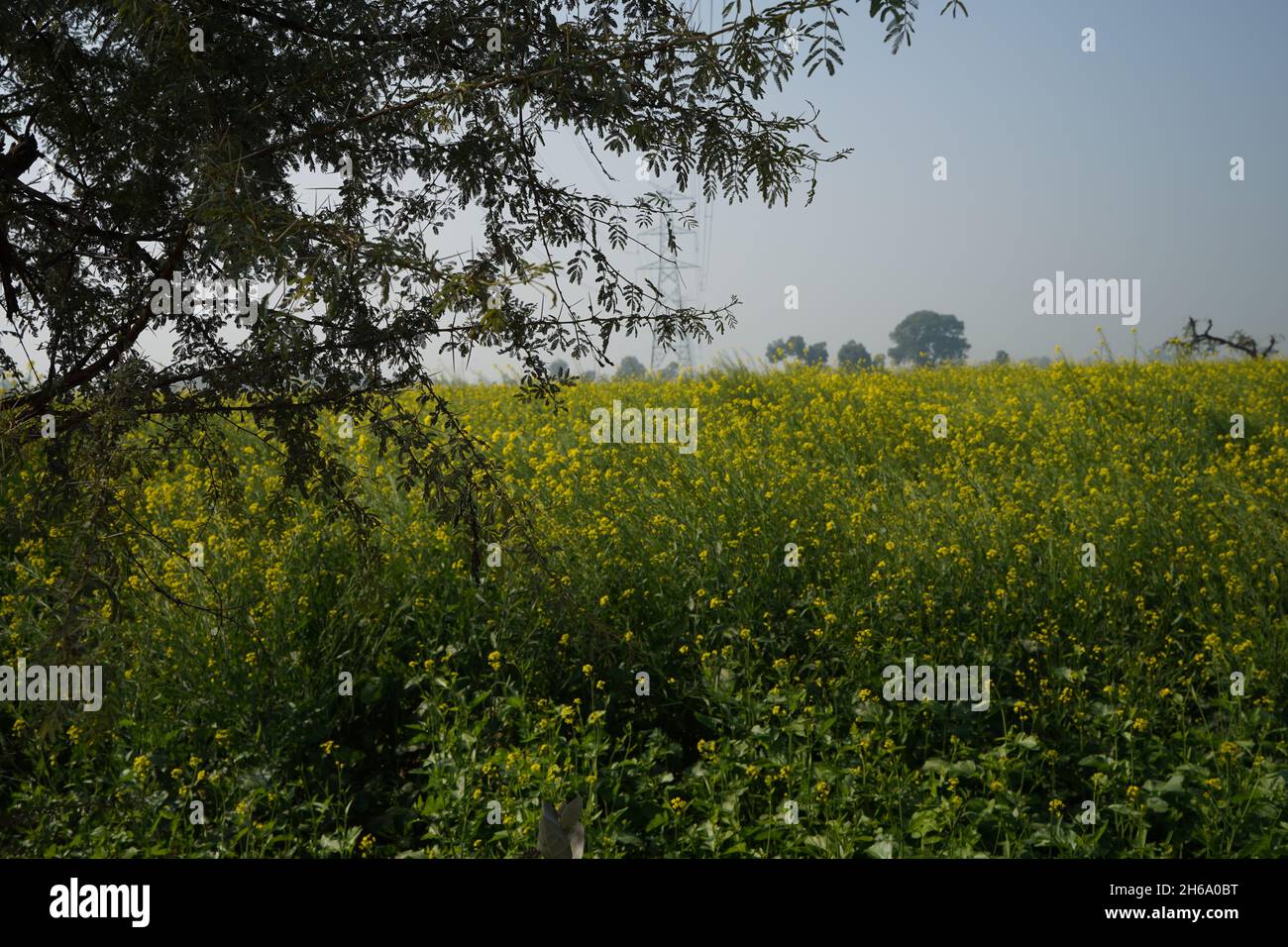 High-Resolution Image: Blooming Mustard Field #mustardfield # ...
