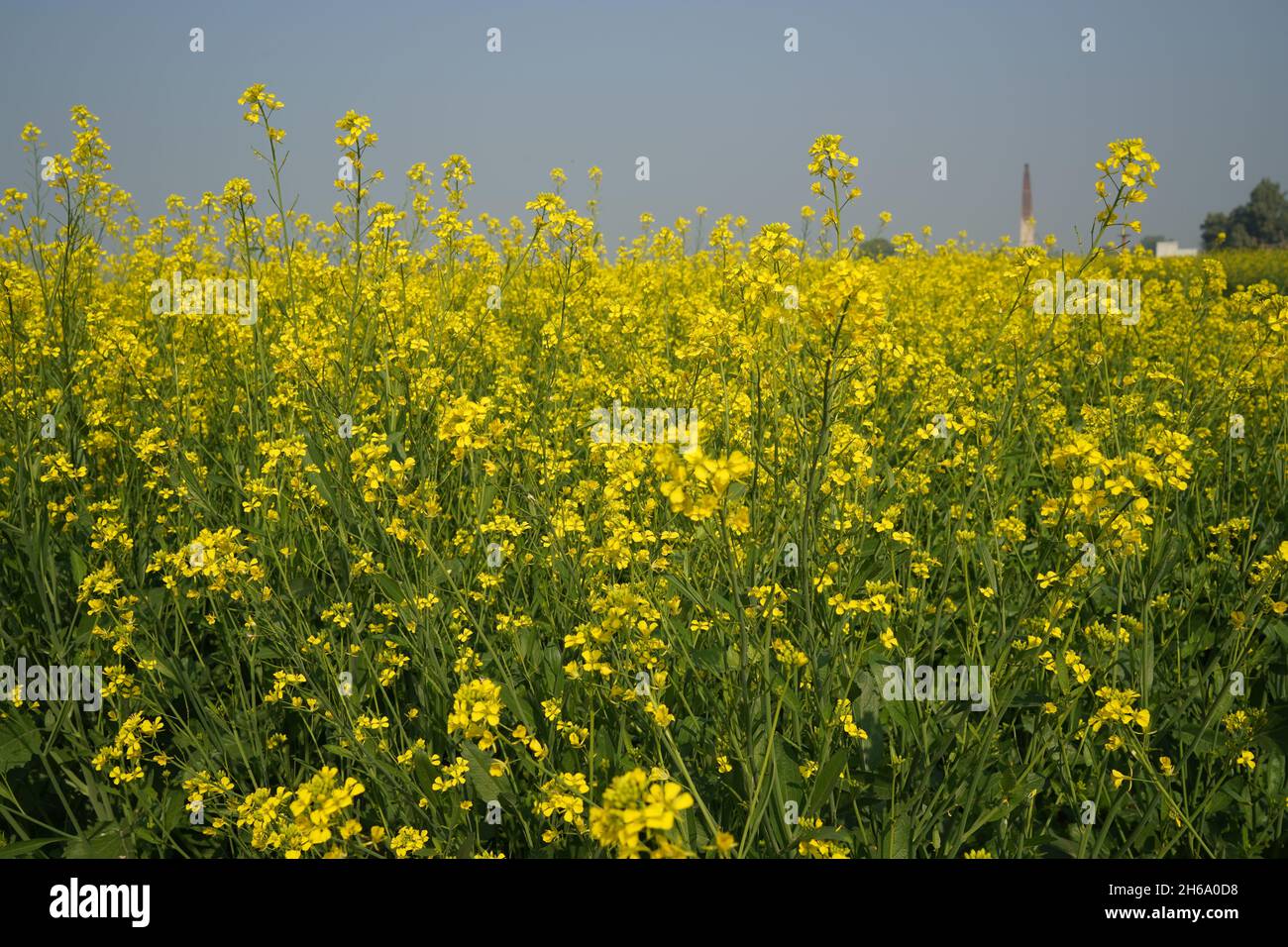 High-Resolution Image: Blooming Mustard Field #mustardfield # ...
