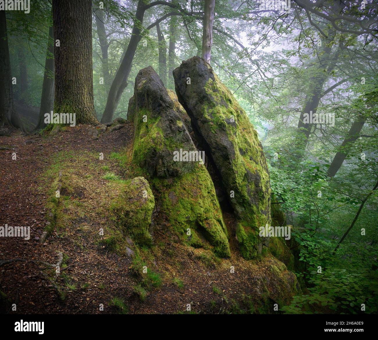 Edinburgh, Scotland, UK - Moss covered boulders in misty forest Stock ...