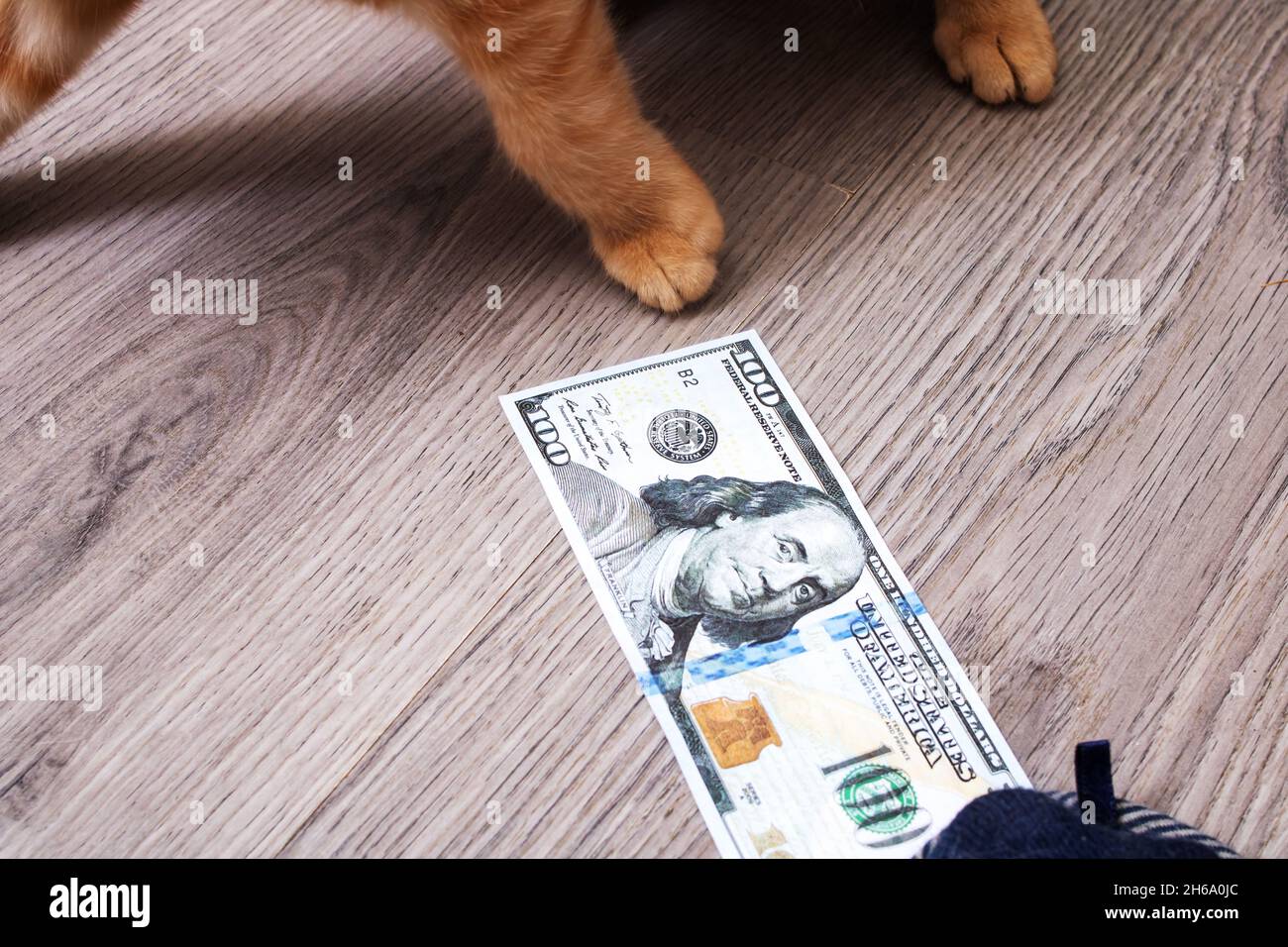 Kitten playing in a pile of dollar bills close up Stock Photo - Alamy