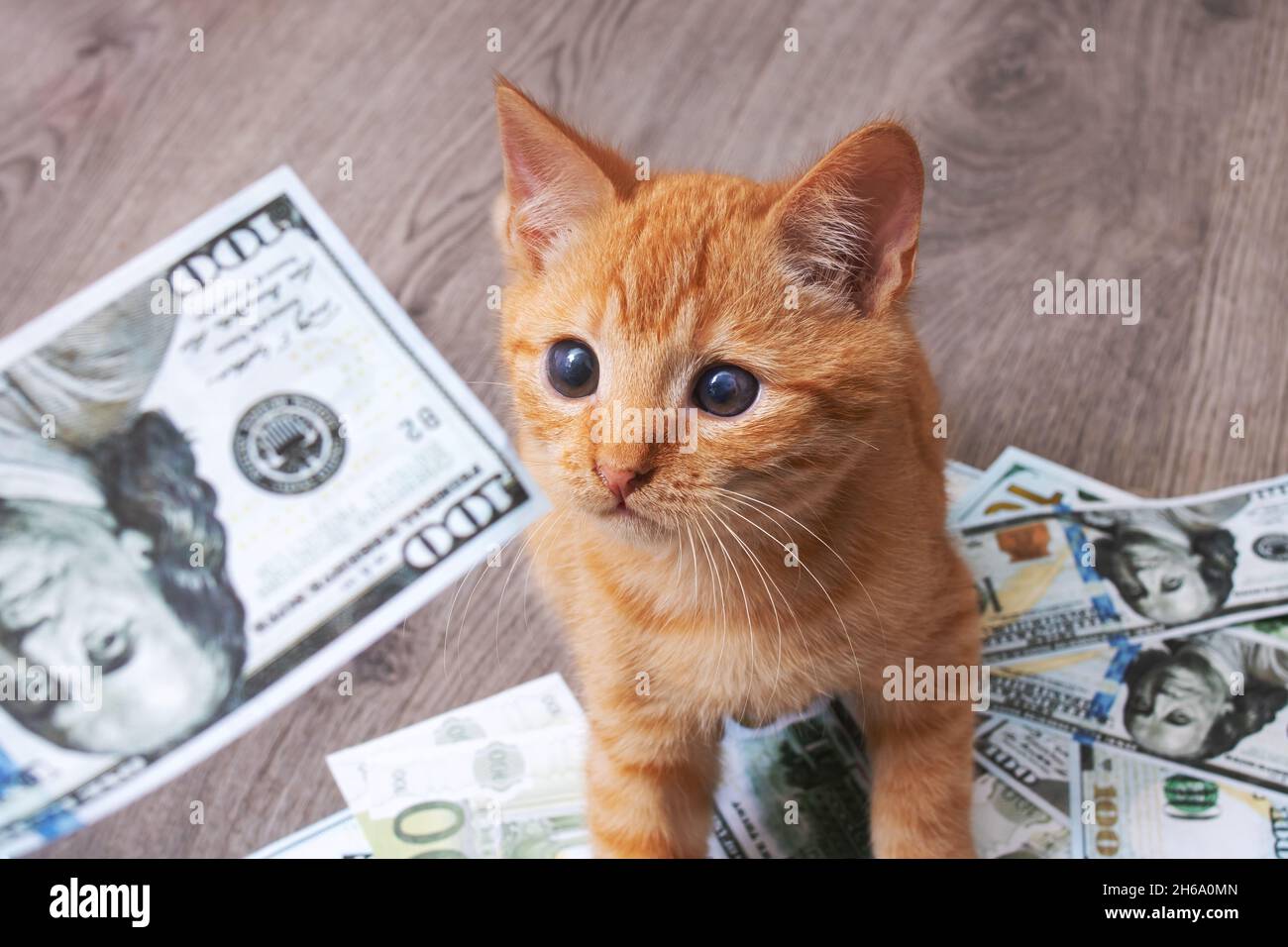 Kitten in a pile of dollar bills portrait close up Stock Photo - Alamy