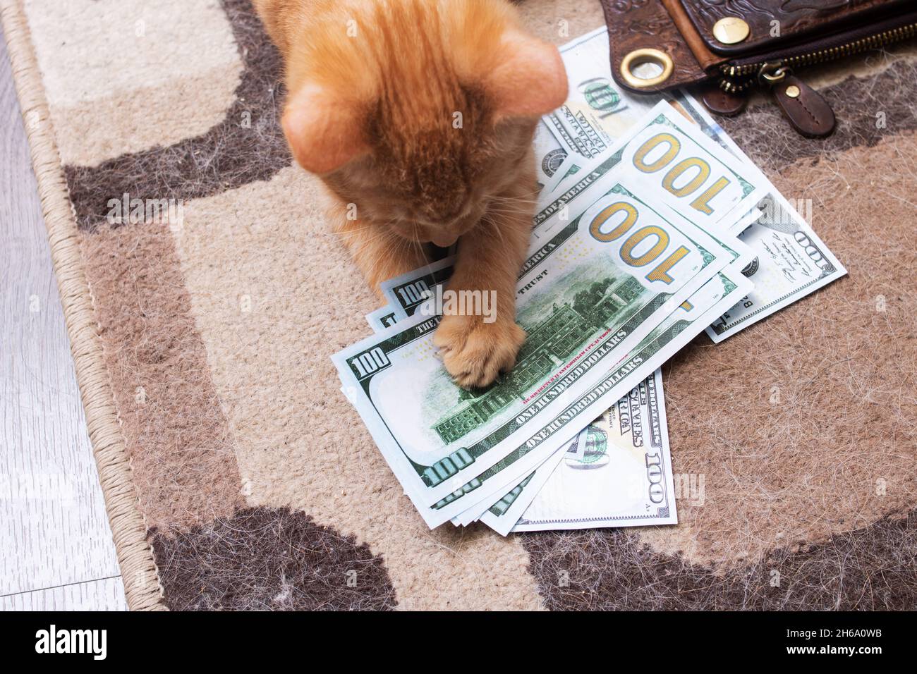 Kitten With Money