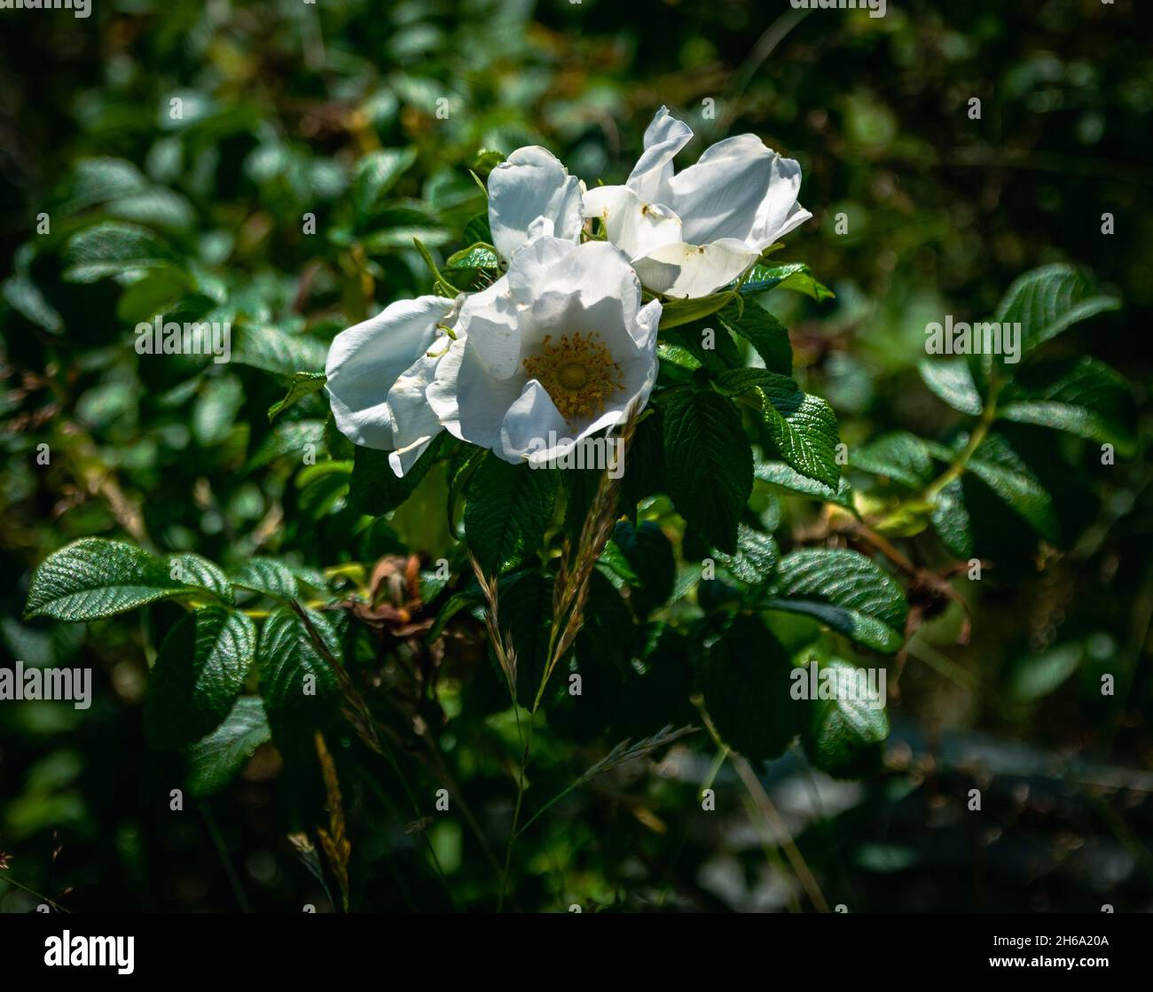 Wilds white flowers hi-res stock photography and images - Alamy