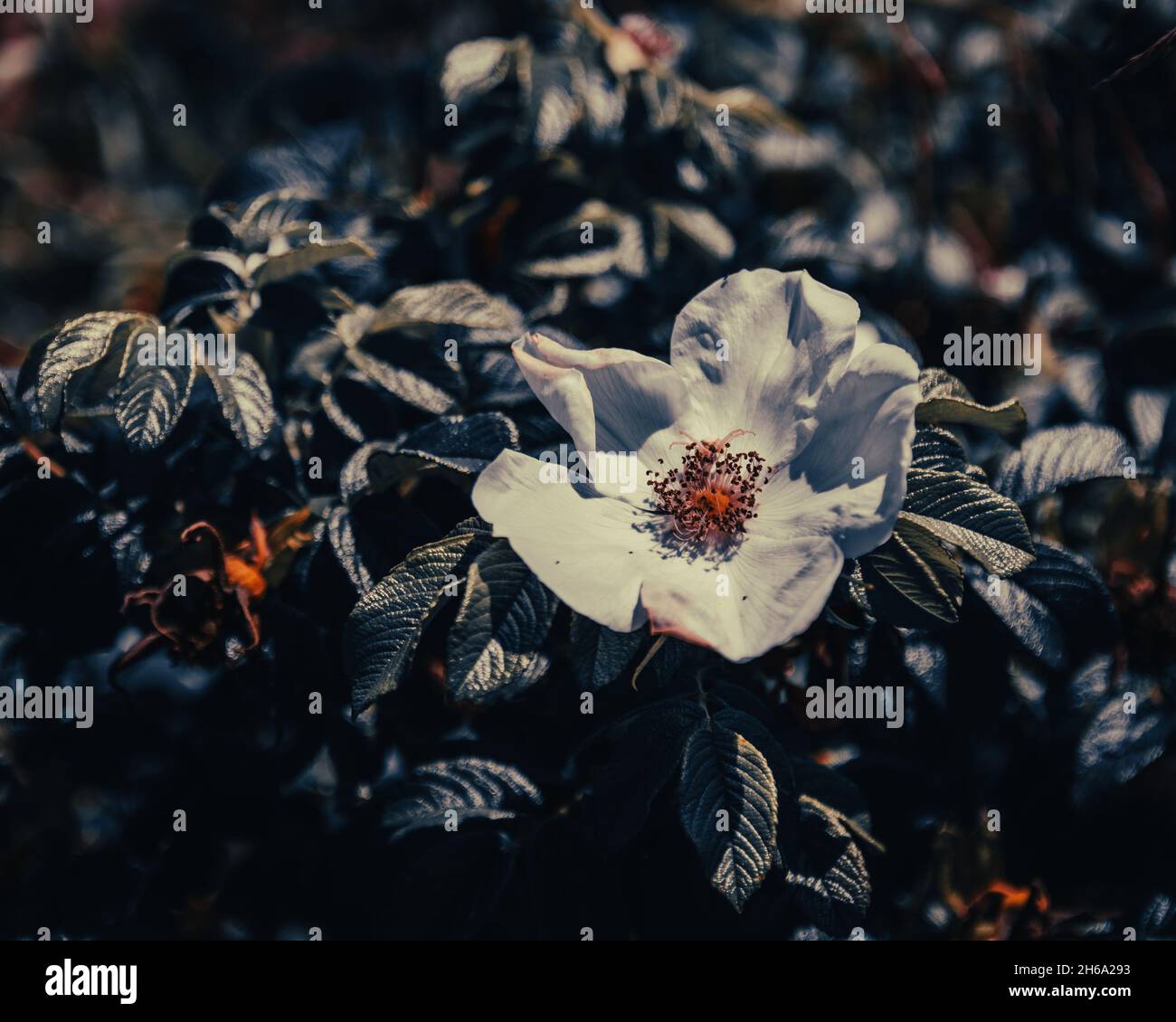 Wilds of canada hi-res stock photography and images - Alamy