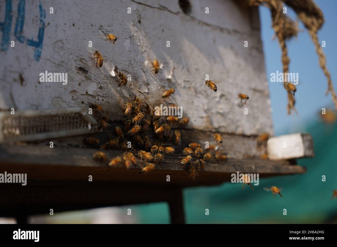 Photo of bees swarming around mustard flowers in the golden hi-res ...