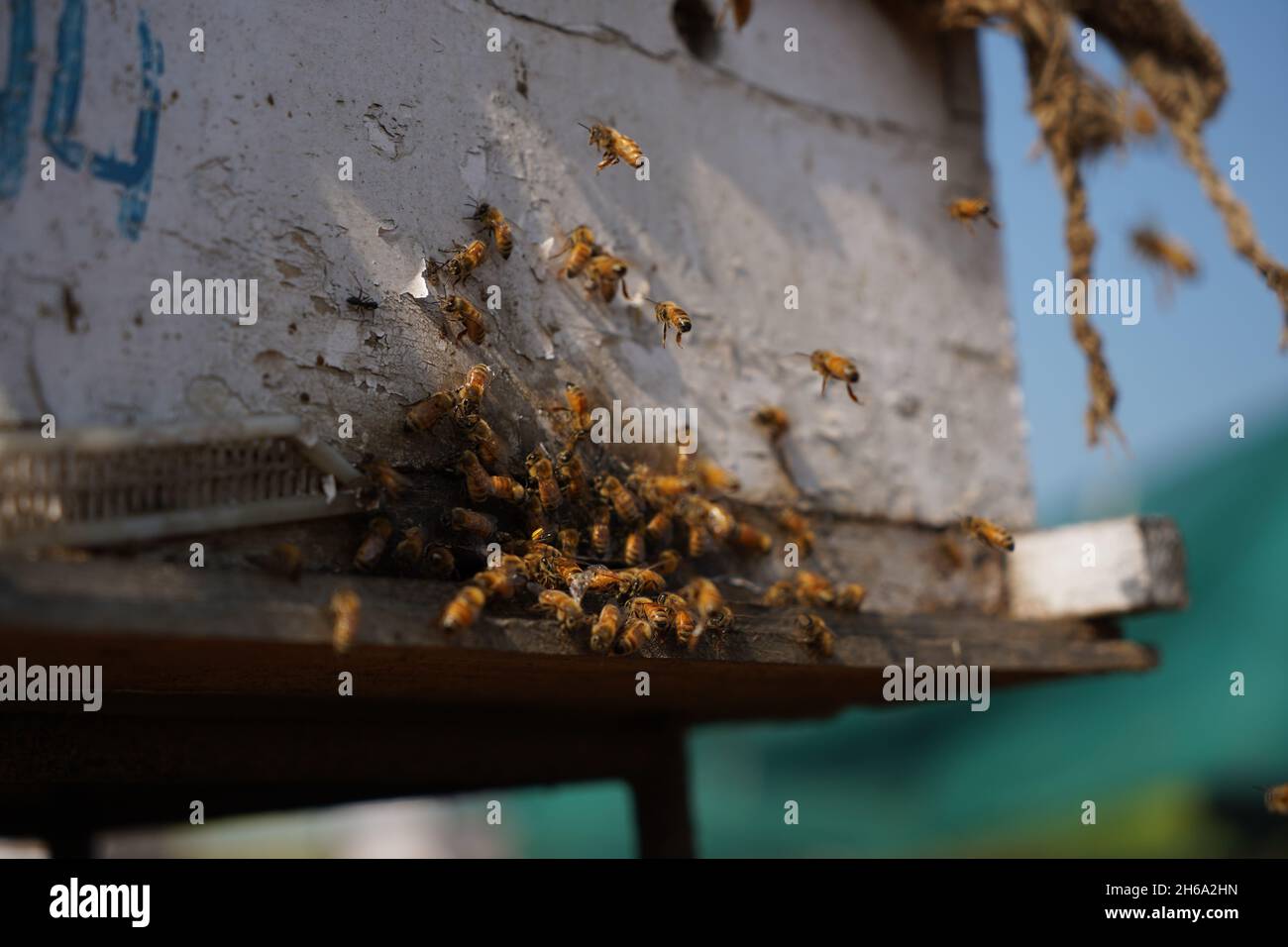 Photo of bees swarming around mustard flowers in the golden hi-res ...