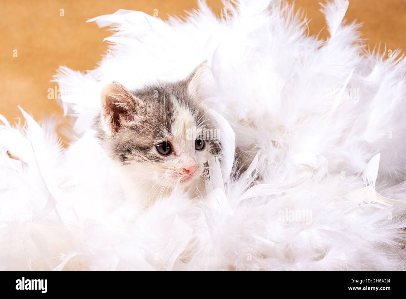 Cute KItten Portraits Stock Photo - Alamy
