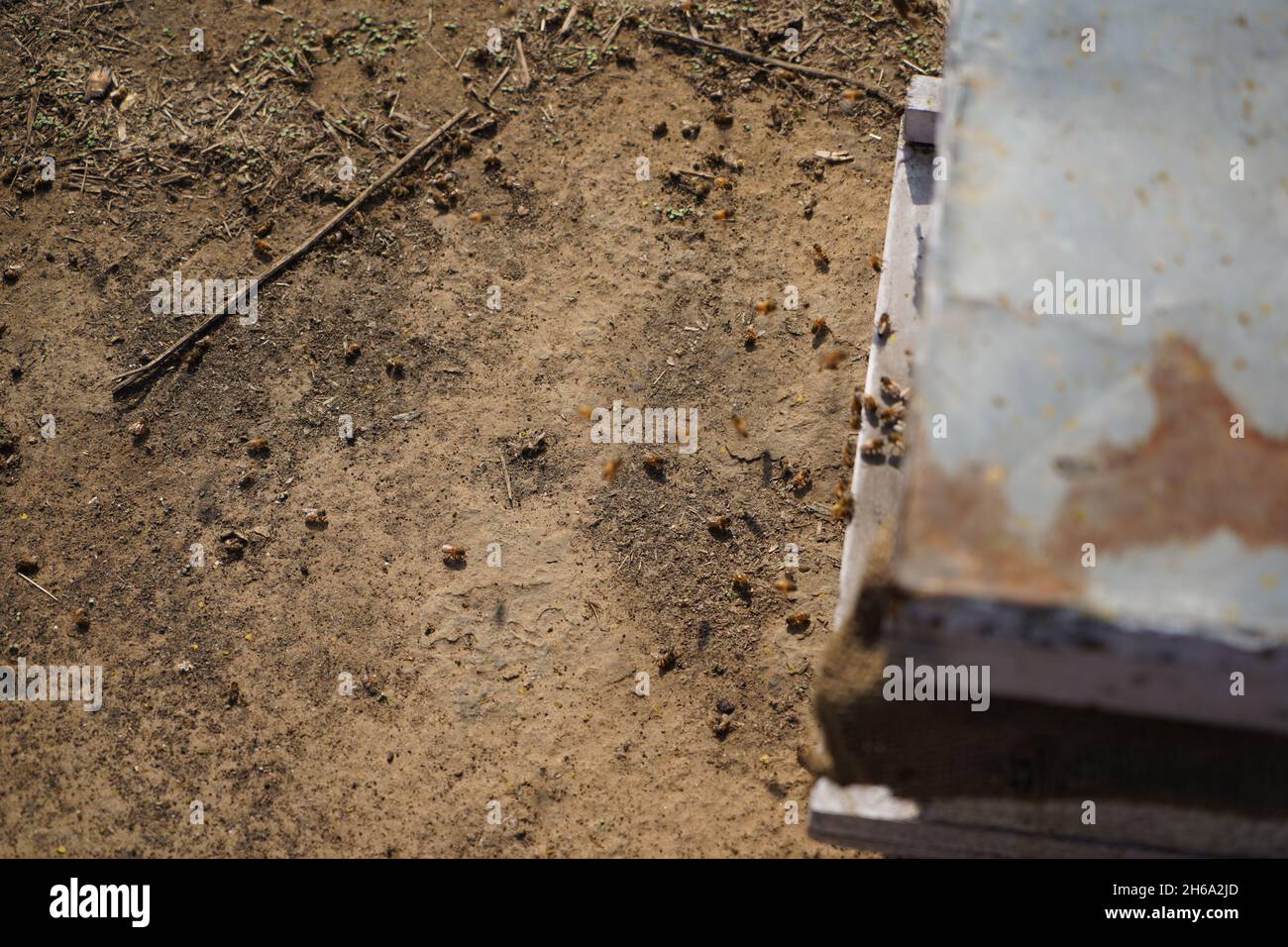 Photo of bees swarming around mustard flowers in the golden hi-res ...