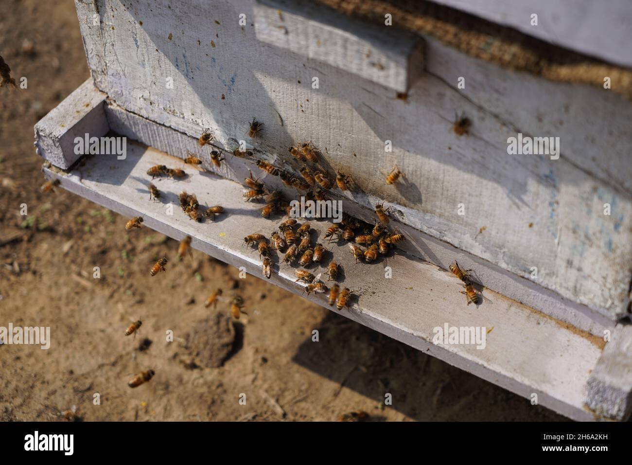 Photo of bees swarming around mustard flowers in the golden hi-res ...