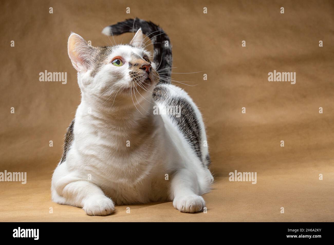 Cute KItten Portraits Stock Photo - Alamy