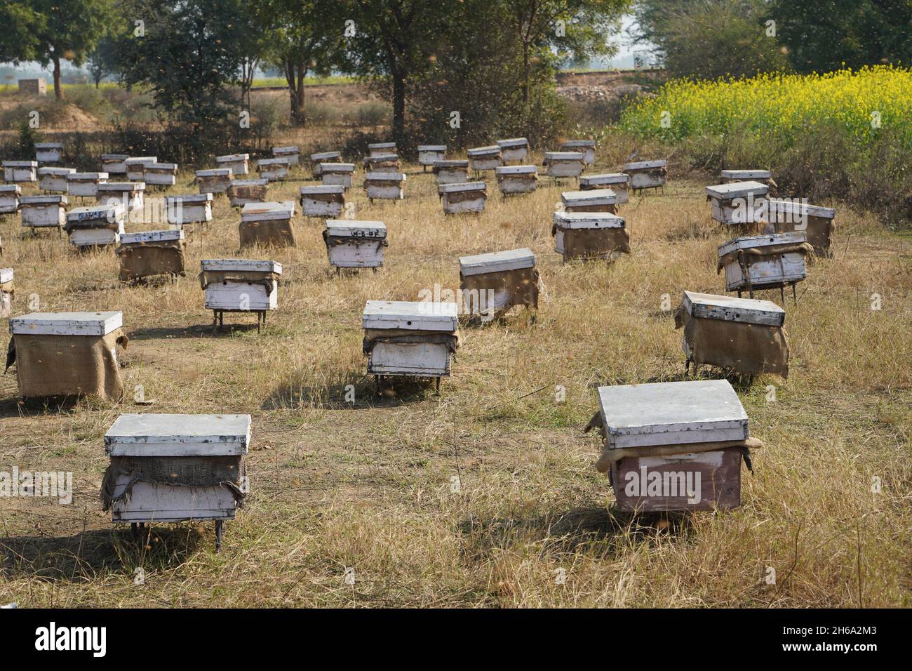 High-Quality Image: Honey Bees in a Mustard Field (Beekeeping Stock ...