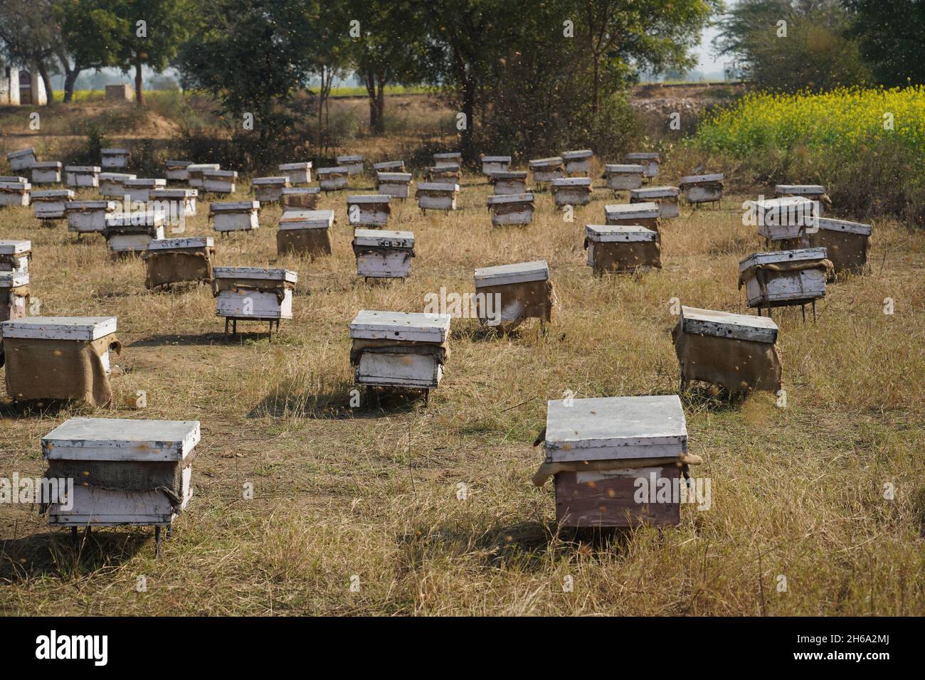 Photo of bees swarming around mustard flowers in the golden hi-res ...