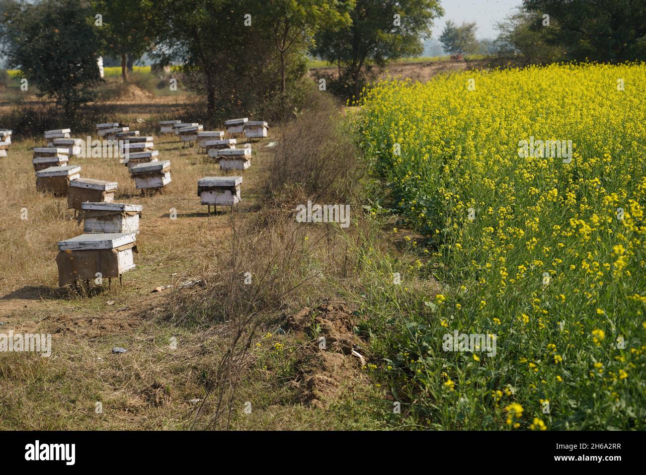 Photo of bees swarming around mustard flowers in the golden hi-res ...