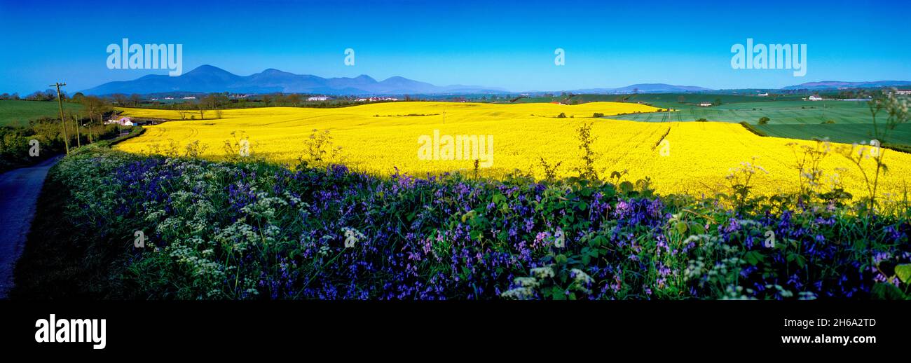 Oil Seed Rape fields at Seaforde Down Mournes Mourne bluebells Northern ...