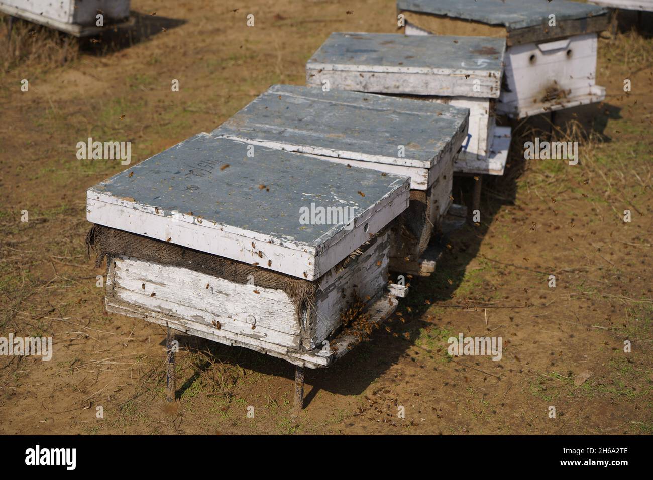 High-Quality Image: Honey Bees in a Mustard Field (Beekeeping Stock ...