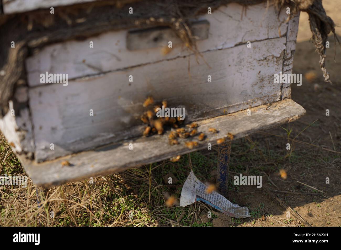 Photo of bees swarming around mustard flowers in the golden hi-res ...
