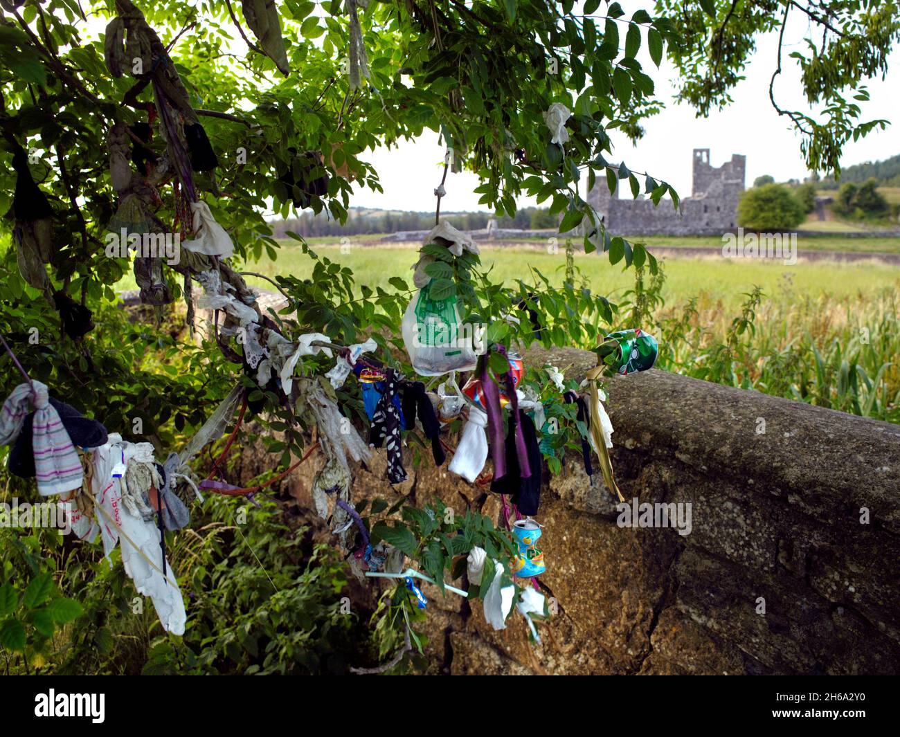 Fairy Tree, Fore Abbey, Westmeath Ireland Stock Photo - Alamy