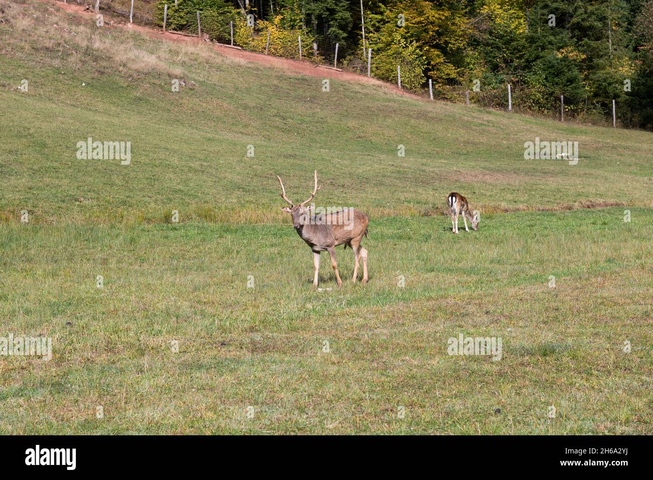 Two deer grazing in a field Stock Photo - Alamy