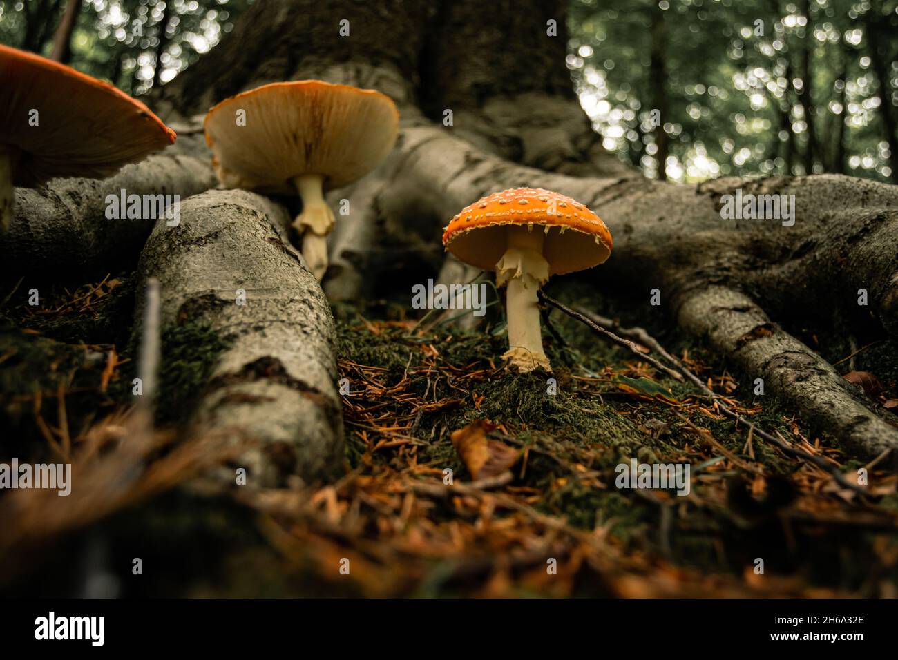 Group of flyagaric mushrooms growing between tree roots in the woodland ...