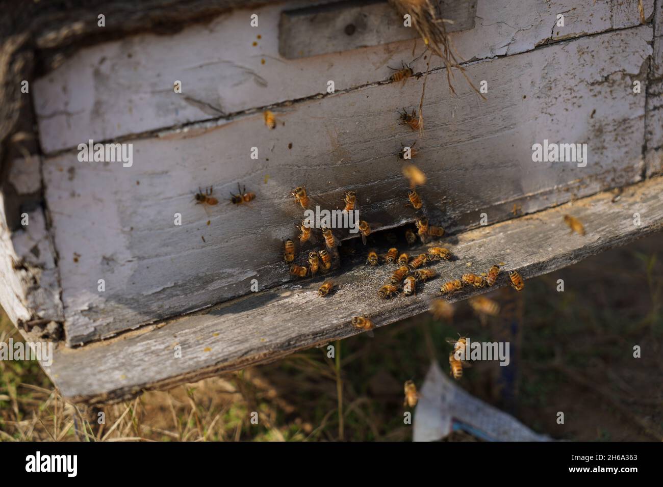 Photo of bees swarming around mustard flowers in the golden hi-res ...