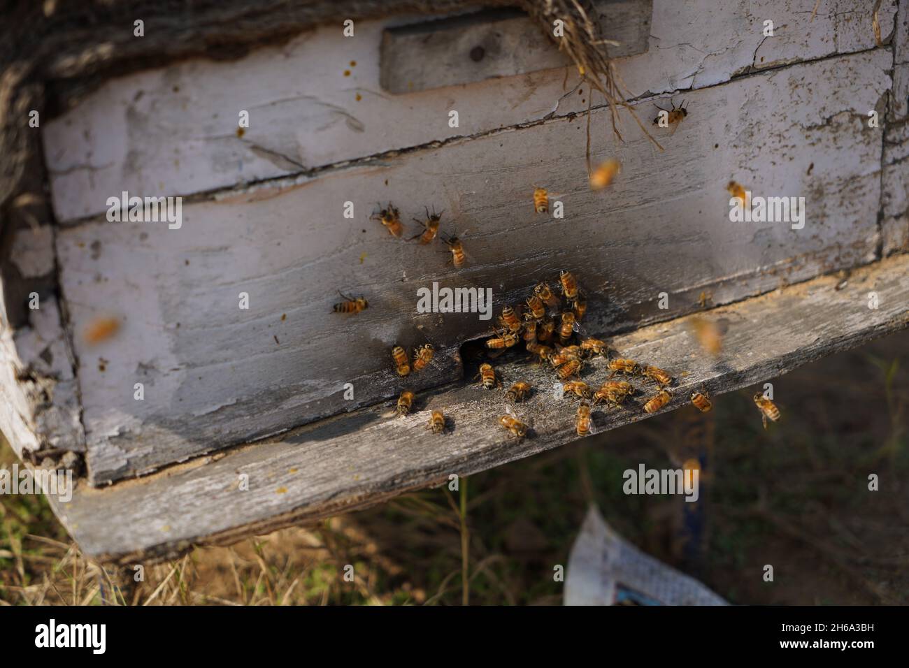 High-Quality Image: Honey Bees in a Mustard Field (Beekeeping Stock ...
