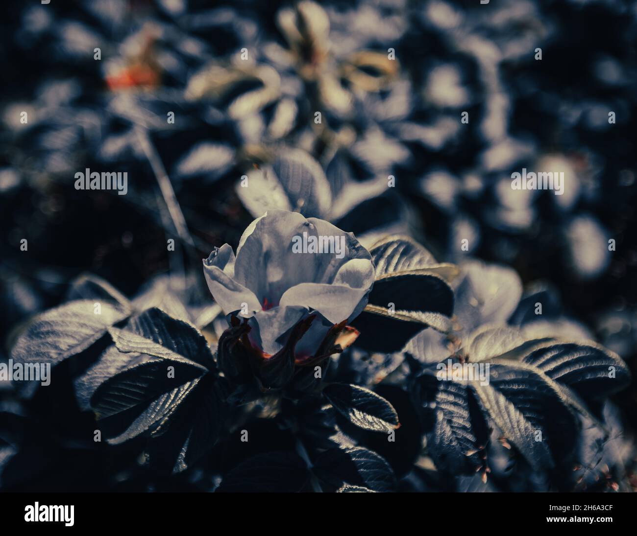 Black rose tree trees hi-res stock photography and images - Alamy