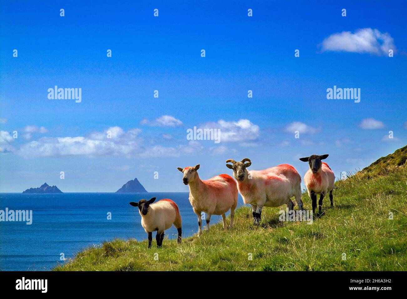 Four sheep on Valencia Island, Ring of Kerry, County Kerry, with the ...