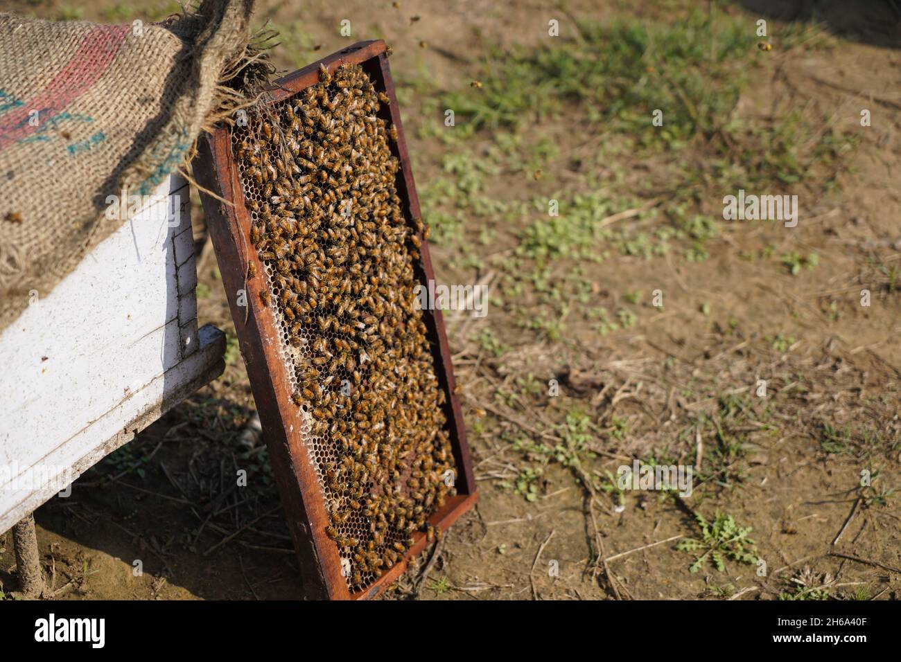 Photo of bees swarming around mustard flowers in the golden hi-res ...