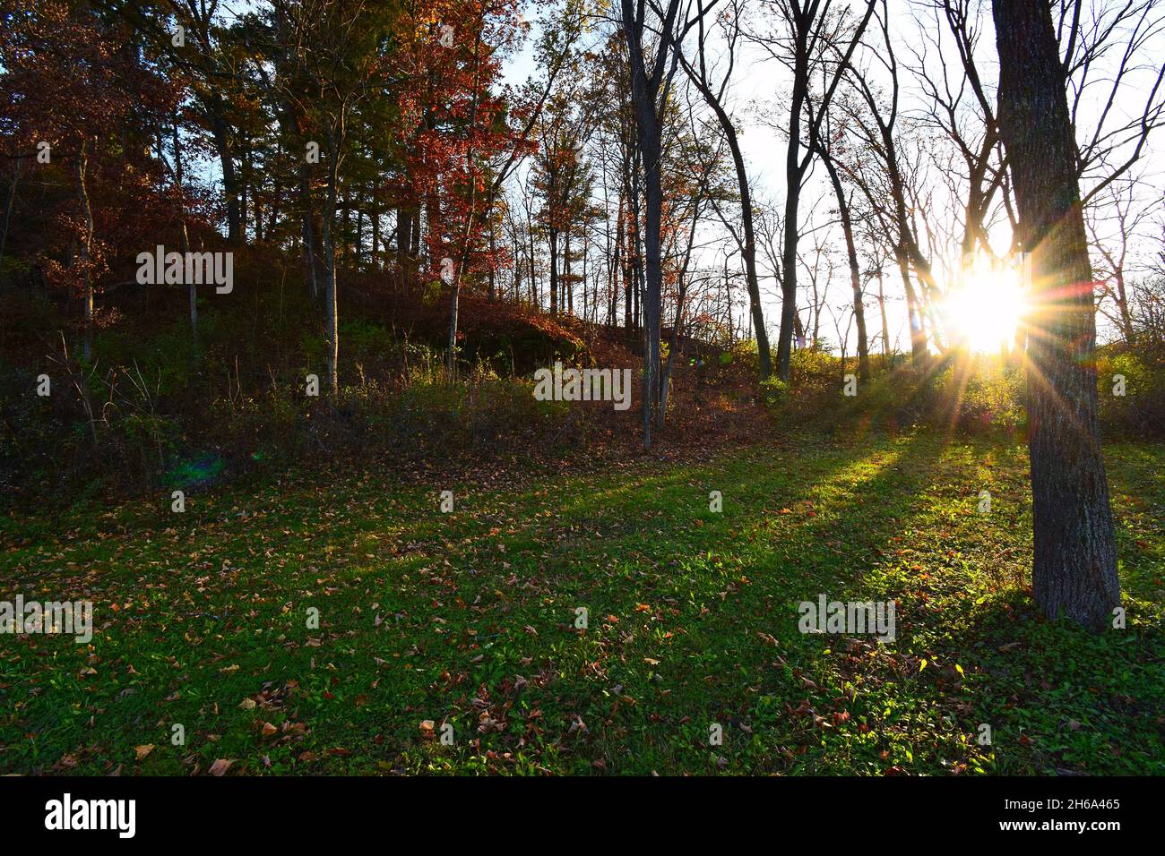 Sunburst through trees hi-res stock photography and images - Alamy