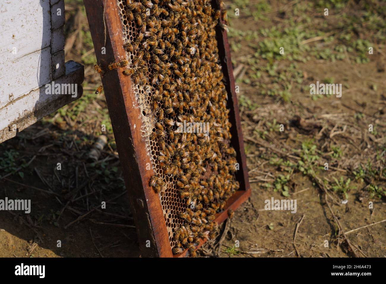 High-Quality Image: Honey Bees in a Mustard Field (Beekeeping Stock ...
