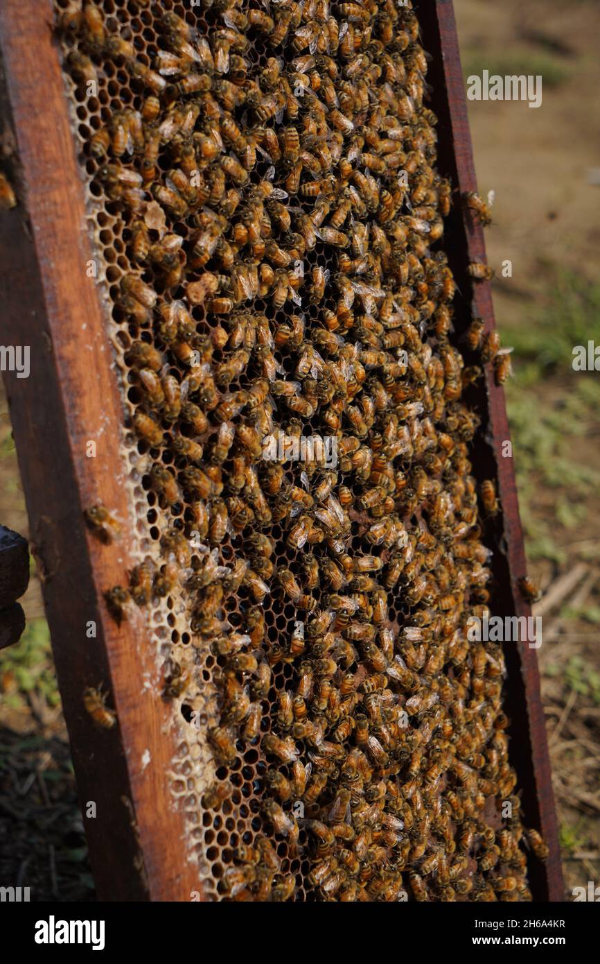 High-Quality Image: Honey Bees in a Mustard Field (Beekeeping Stock ...